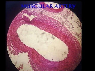 Histology slides snapshots (first year mbbs) | PPTX