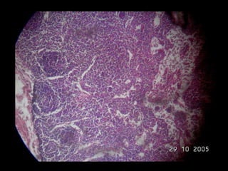 Histology slides snapshots (first year mbbs) | PPTX