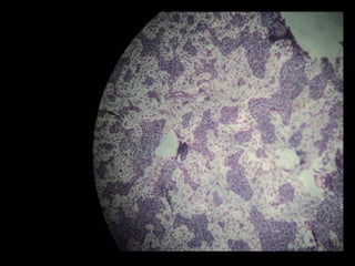 Histology slides snapshots (first year mbbs) | PPTX