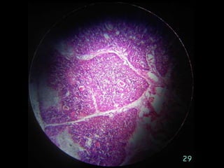 Histology slides snapshots (first year mbbs) | PPTX