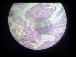 Histology slides snapshots (first year mbbs) | PPTX