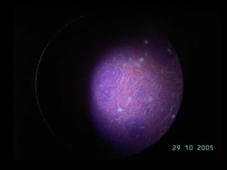 Histology slides snapshots (first year mbbs) | PPTX