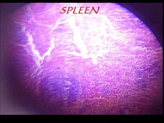 Histology slides snapshots (first year mbbs) | PPTX