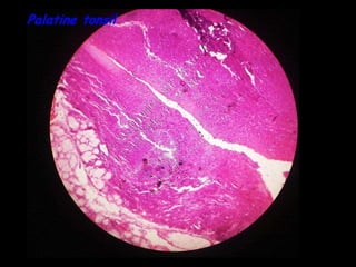 Histology slides snapshots (first year mbbs) | PPTX