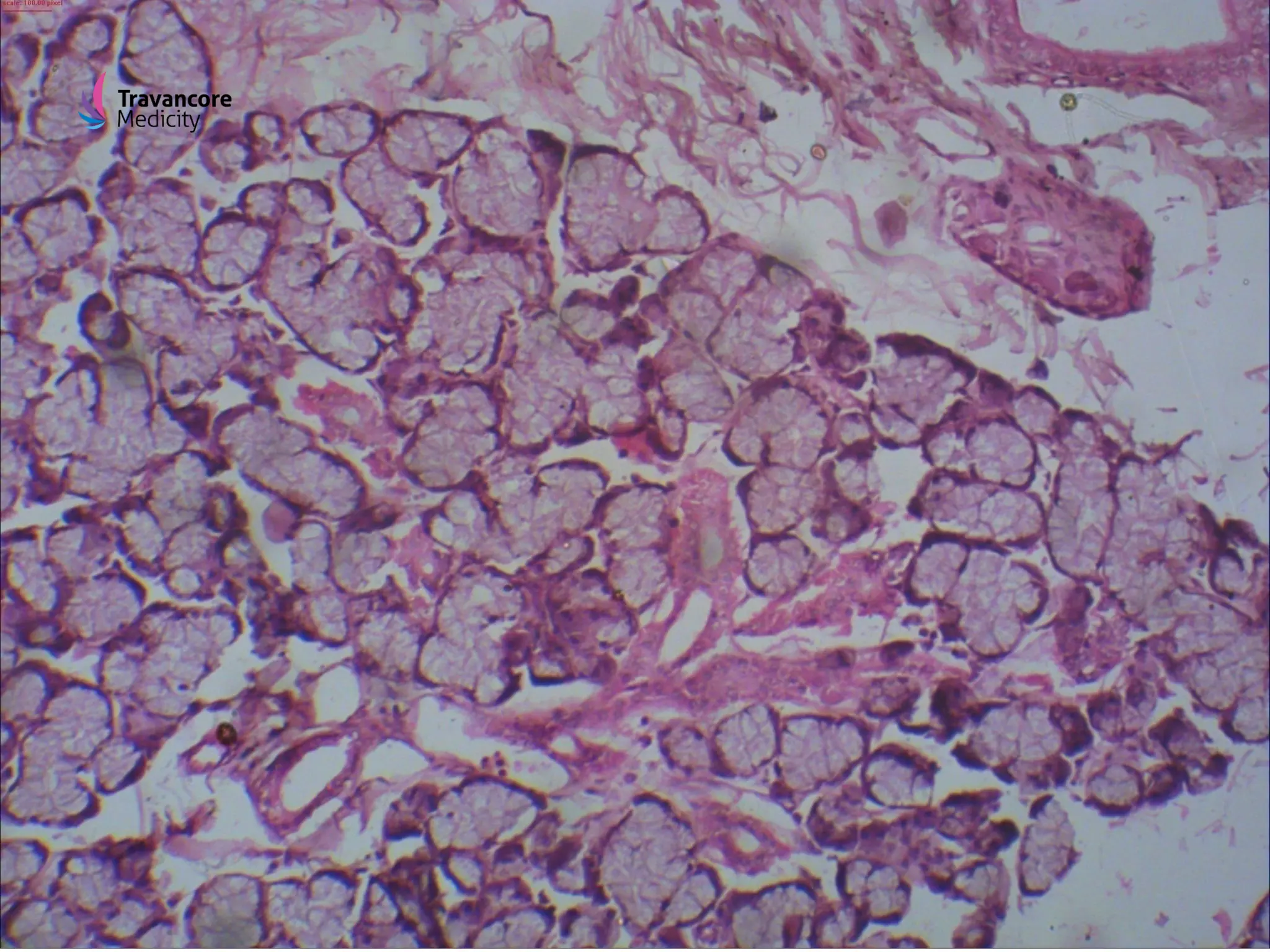 HISTOLOGY Spotters SLIDES for histology spotters | PDF