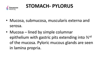 HISTOLOGY Spotters SLIDES for histology spotters | PDF