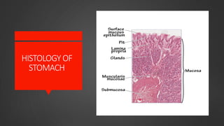 Histology of Stomach. pptx | PPTX