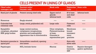 Histology of Stomach. pptx | PPT