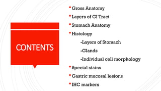 Histology of Stomach. pptx | PPTX