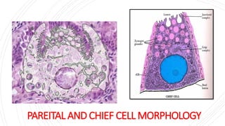 Histology of Stomach. pptx | PPT