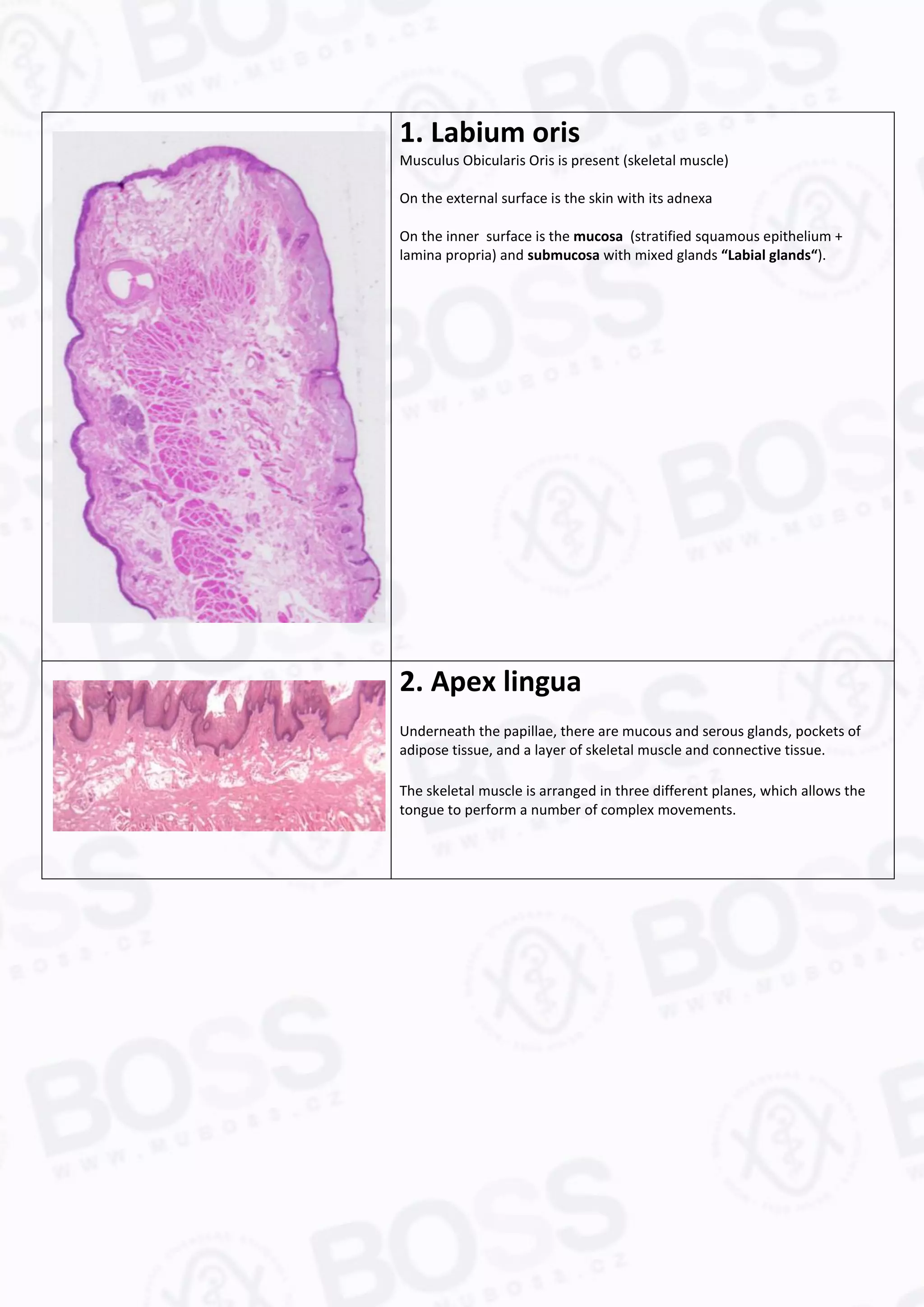 Histology study guide | PDF