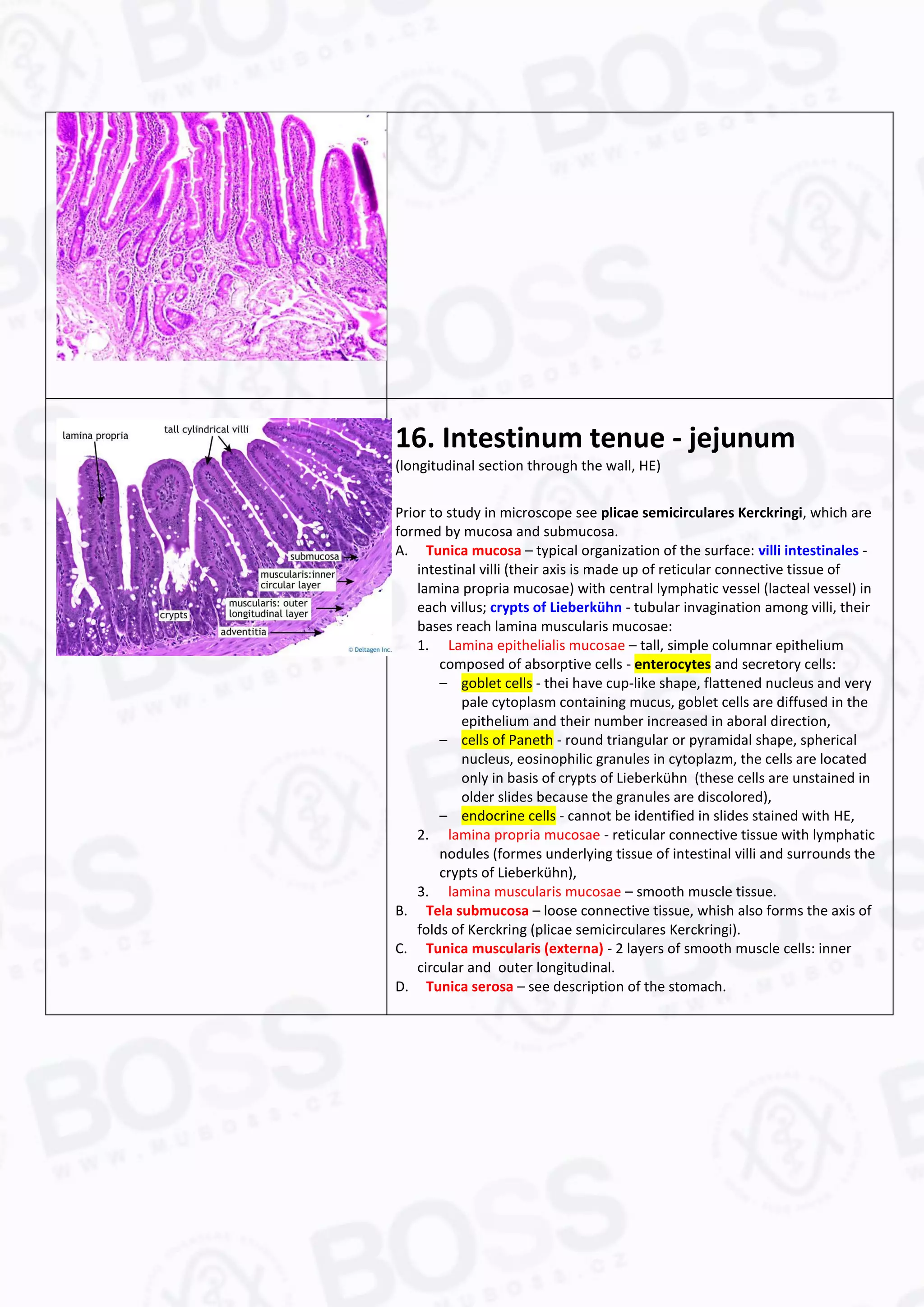 Histology study guide | PDF