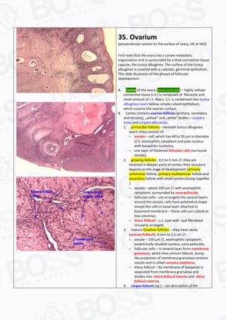 Histology study guide | PDF
