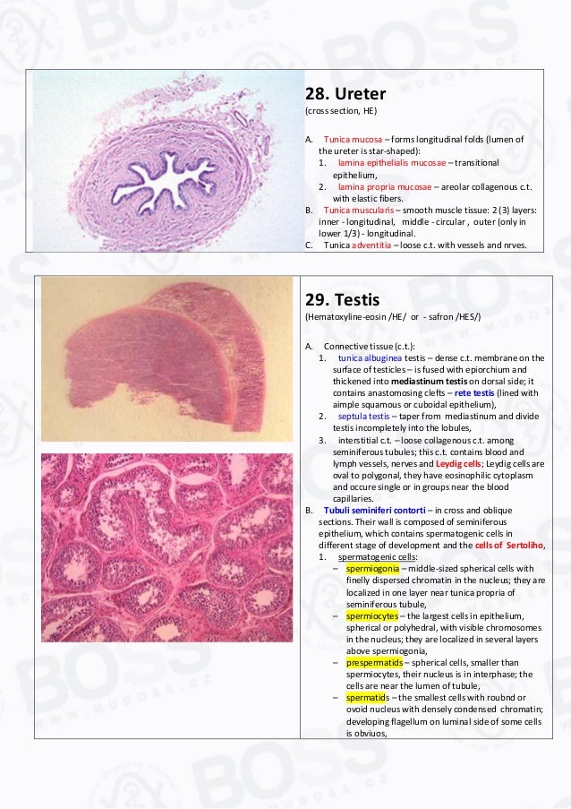 Histology Diagrams Special Histology Specific Points