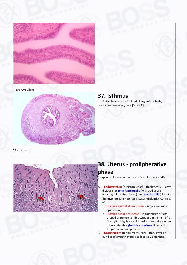 The Cell The Histology Guide