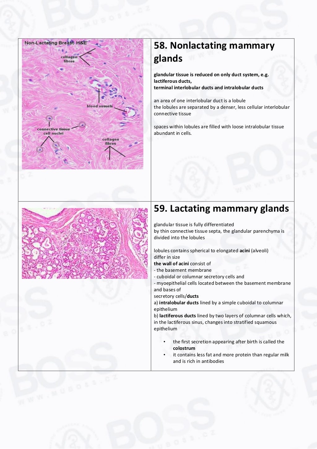 Histology Guide