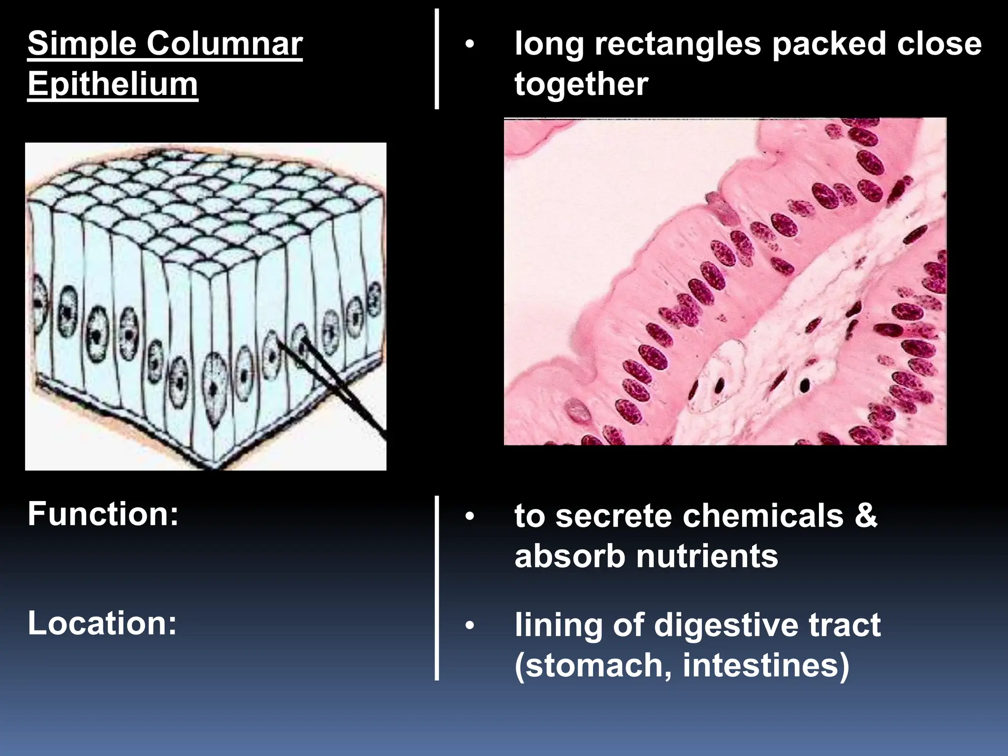 HistologyTissuesNotesEpithelialTissuePowerpointPresentation.ppt