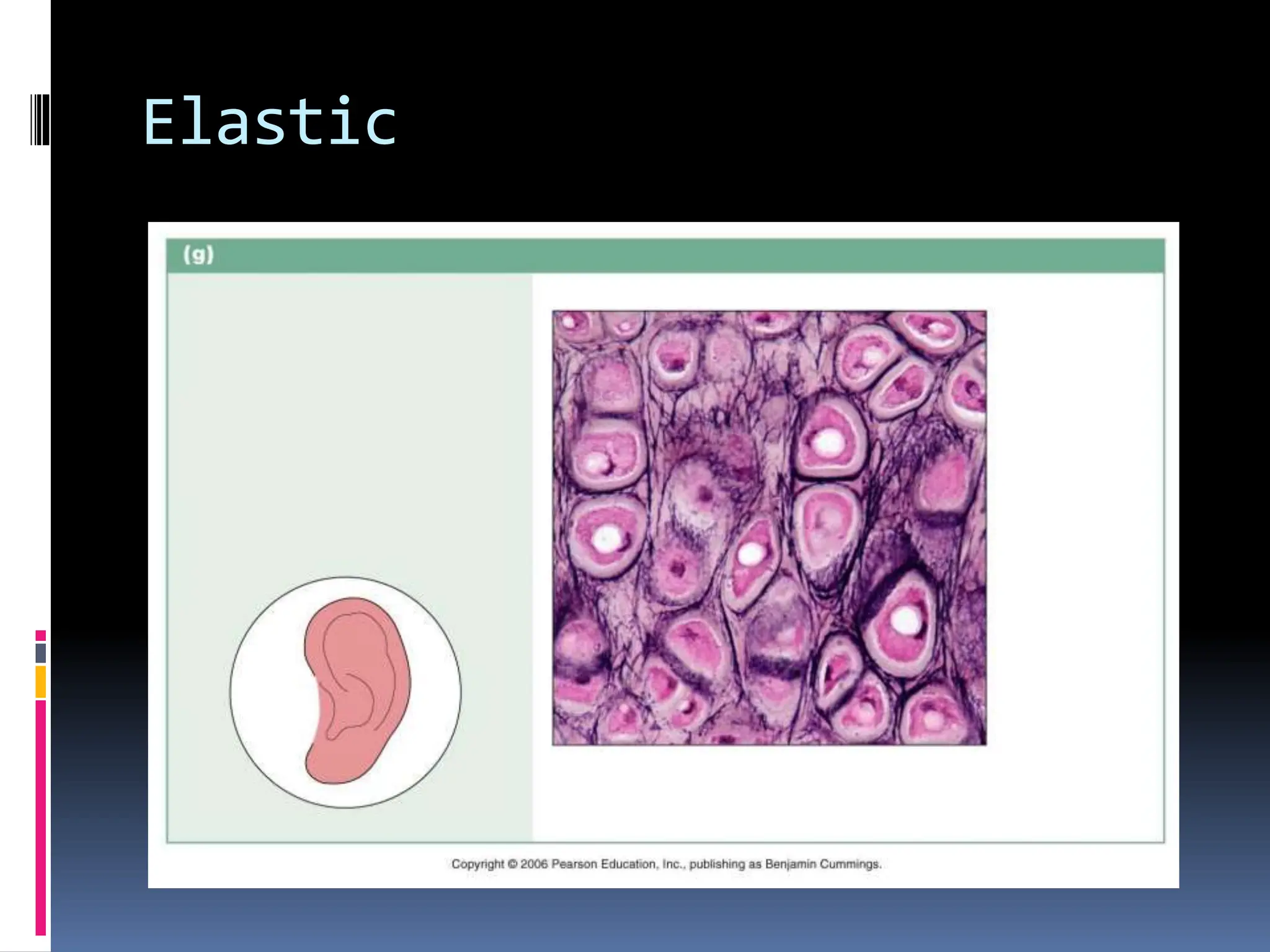 HistologyTissuesNotesEpithelialTissuePowerpointPresentation.ppt