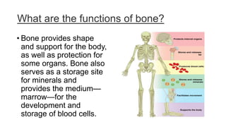 HISTOLOGY week 11.pptx