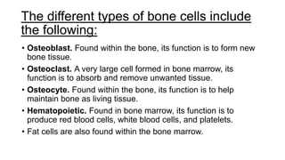 HISTOLOGY week 11.pptx
