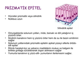 Histolojiye giriş ve epitel doku | PPT