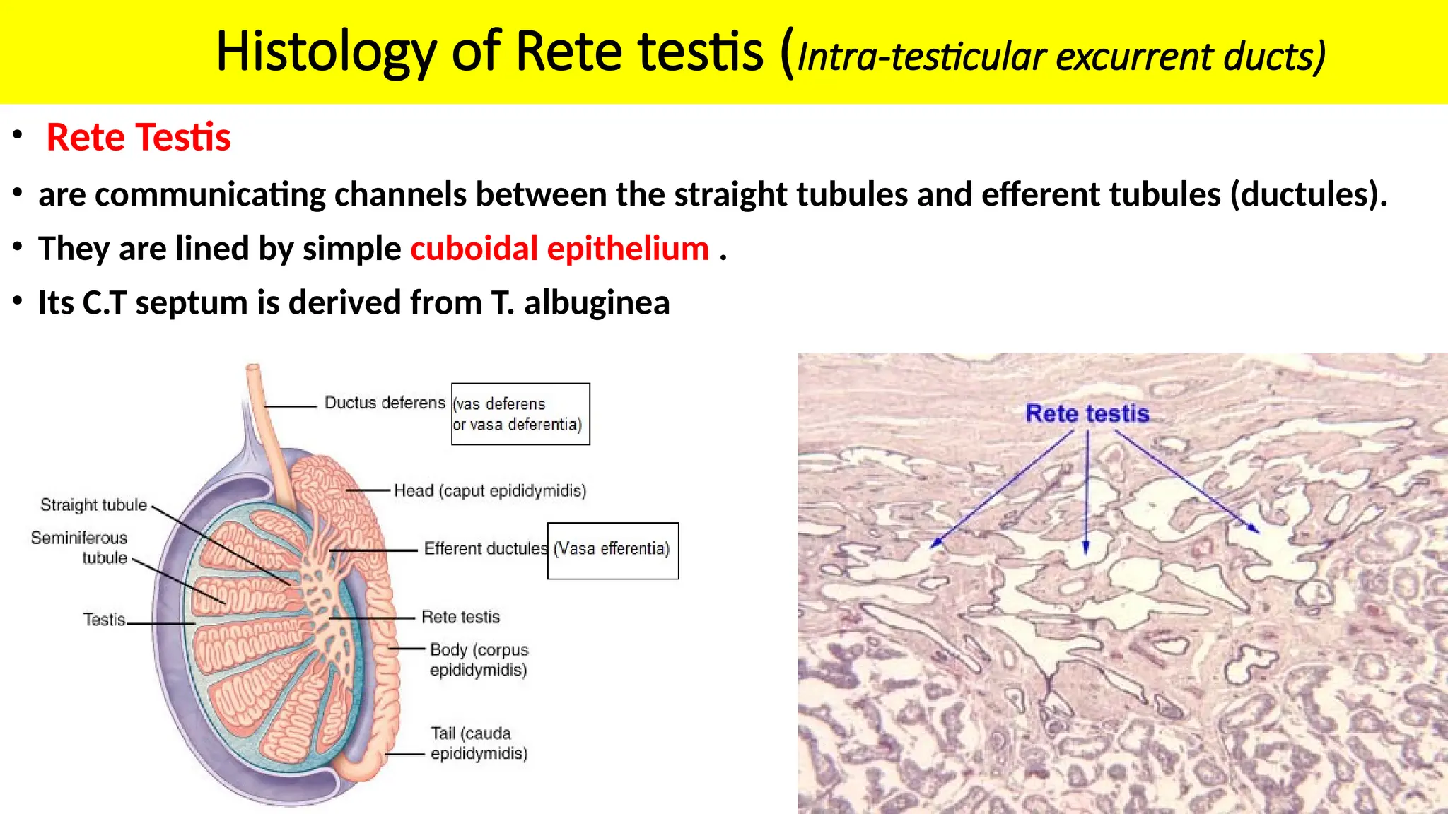 Histology of Male Reproductive system .pptx