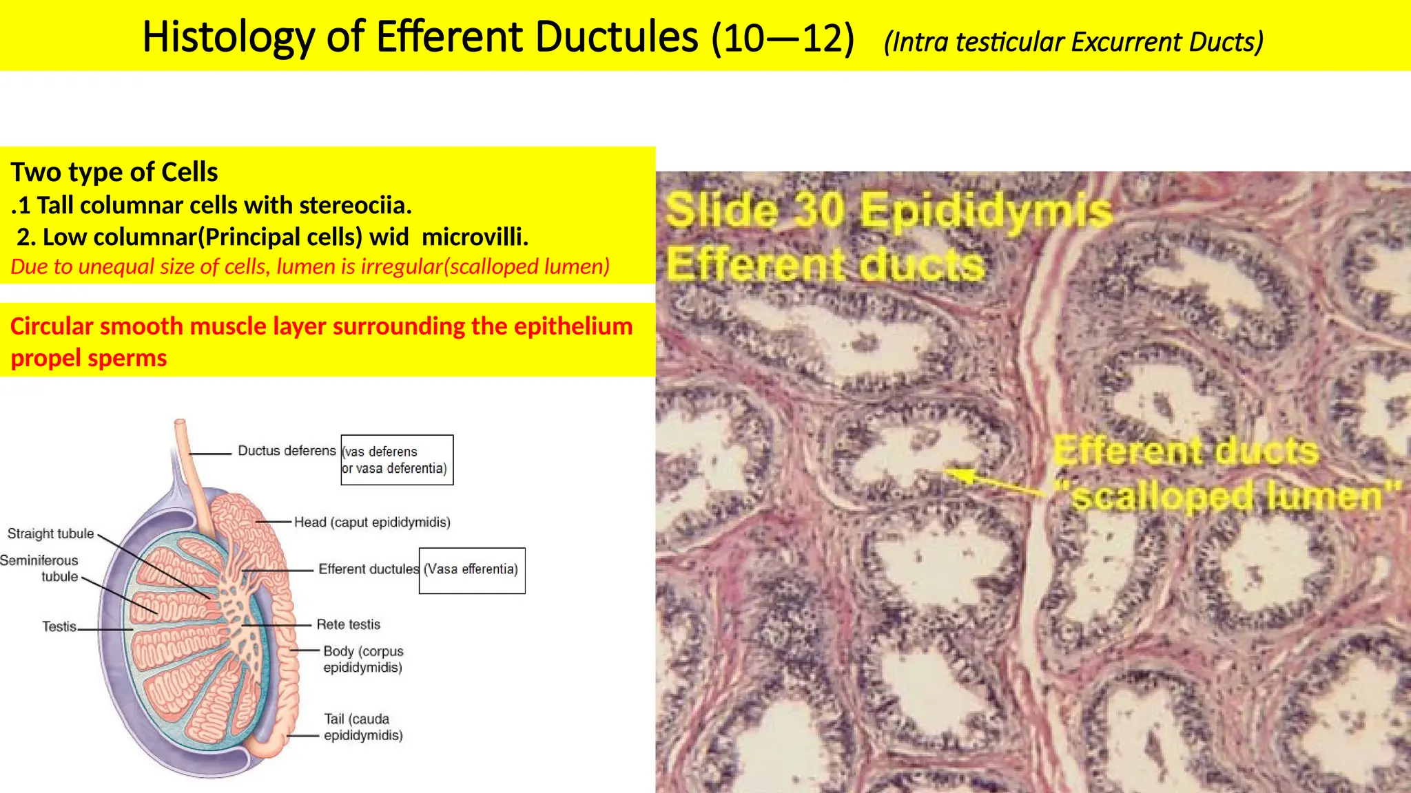 Histology of Male Reproductive system .pptx