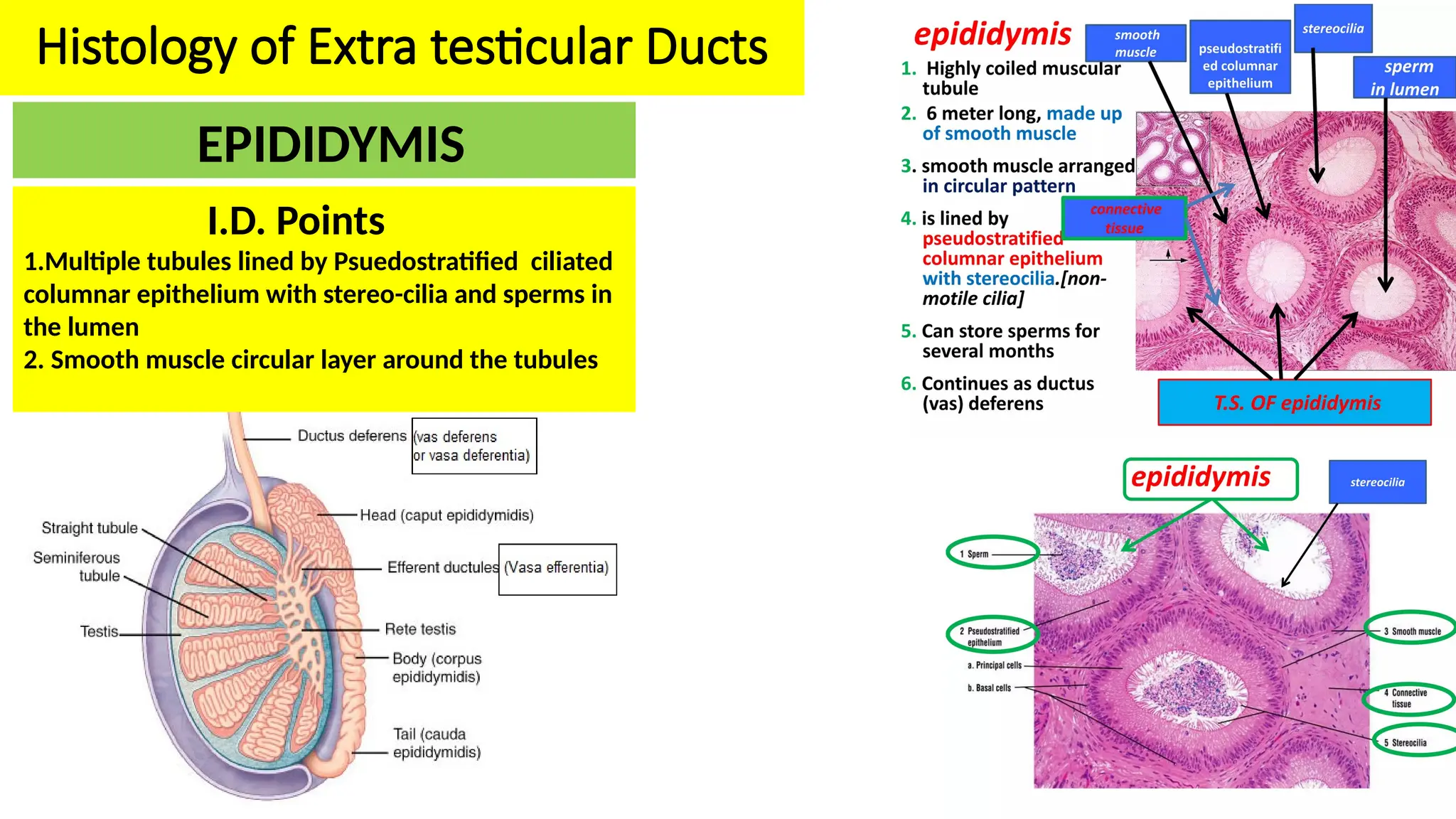 Histology of Male Reproductive system .pptx