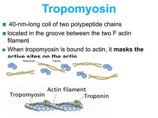 histo muscular system (1).presentatin ptx | PPT
