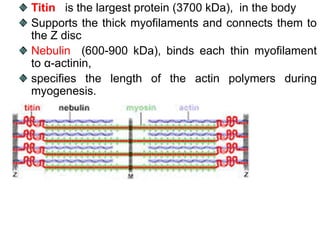 histo muscular system (1).presentatin ptx | PPT