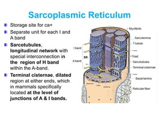 histo muscular system (1).presentatin ptx | PPT