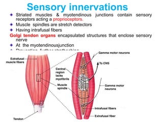 histo muscular system (1).presentatin ptx | PPT