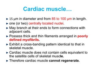 histo muscular system (1).presentatin ptx | PPTX
