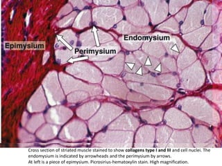 histo muscular system (1).presentatin ptx | PPTX