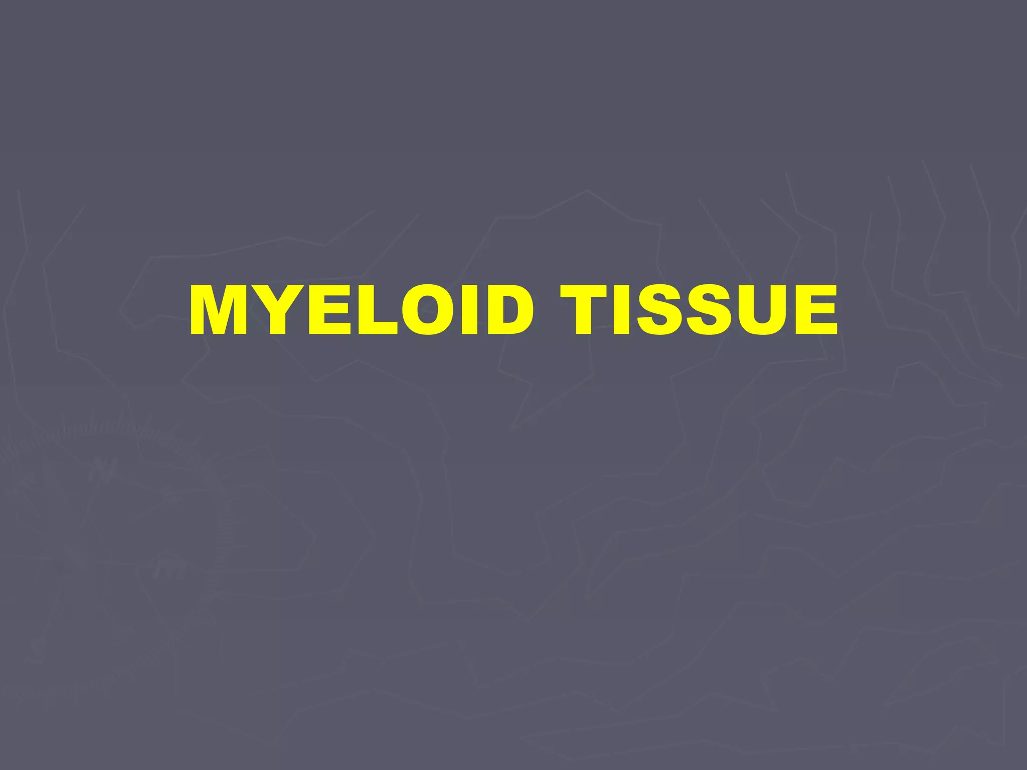 MYELOID TISSUE: MICROANATOMY | PPT