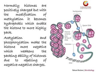 Histone Protiens | PPTX