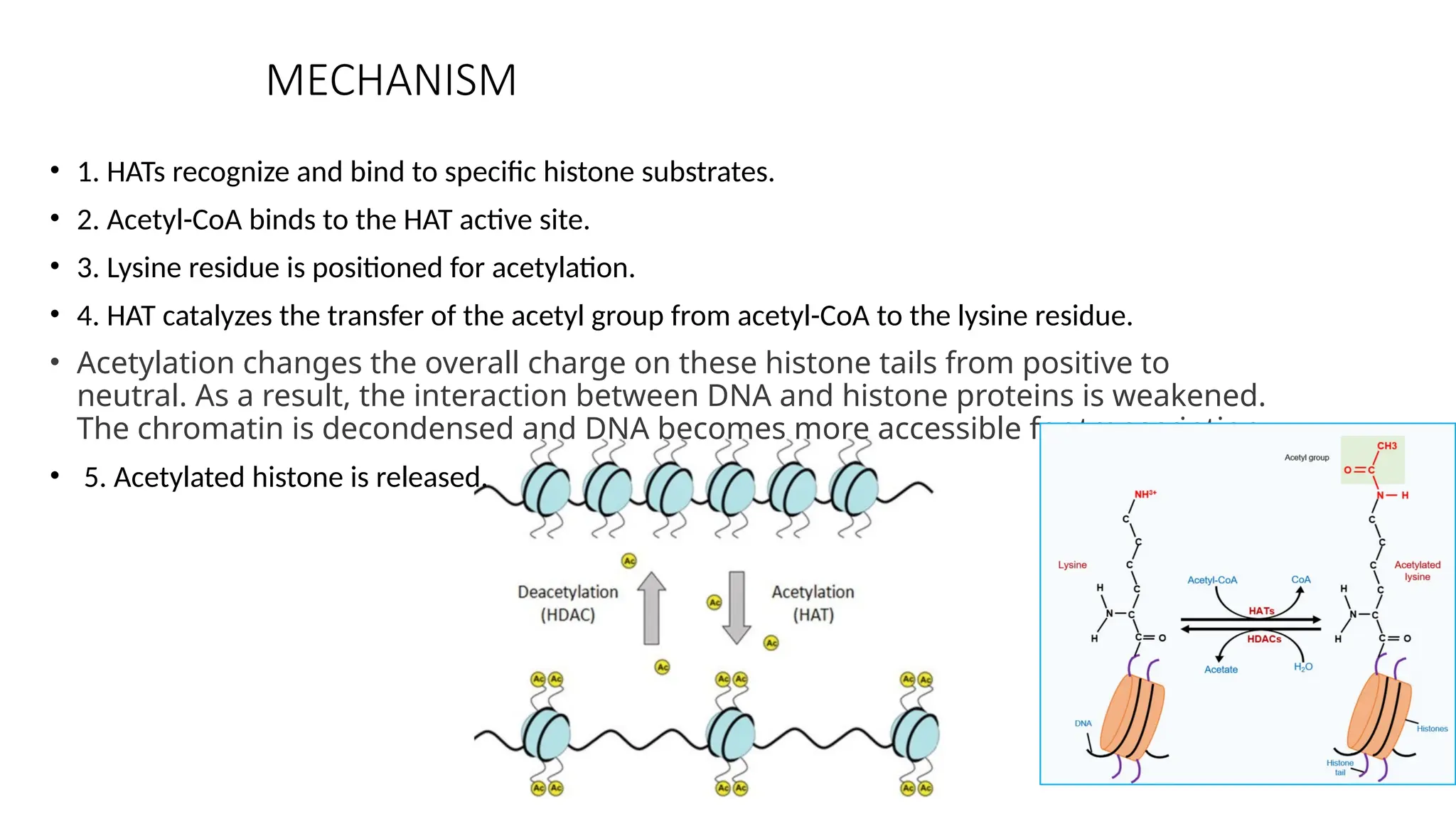 HISTONE ACETYLATION.pptx molecular biology | PPTX