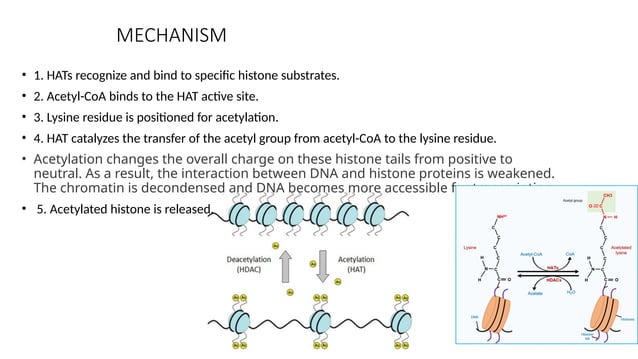 HISTONE ACETYLATION.pptx molecular biology | PPTX