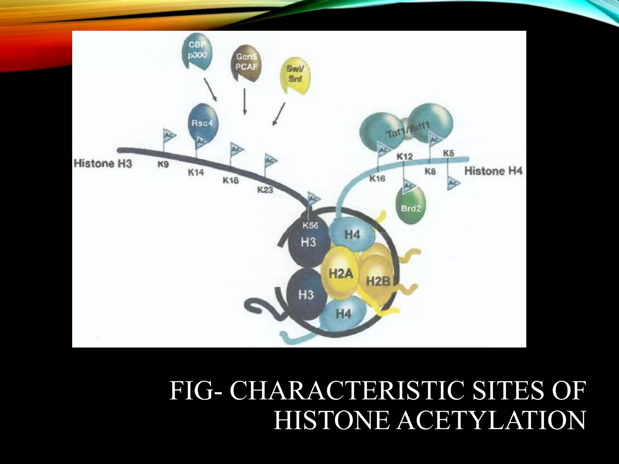 Histone modifications.ppt