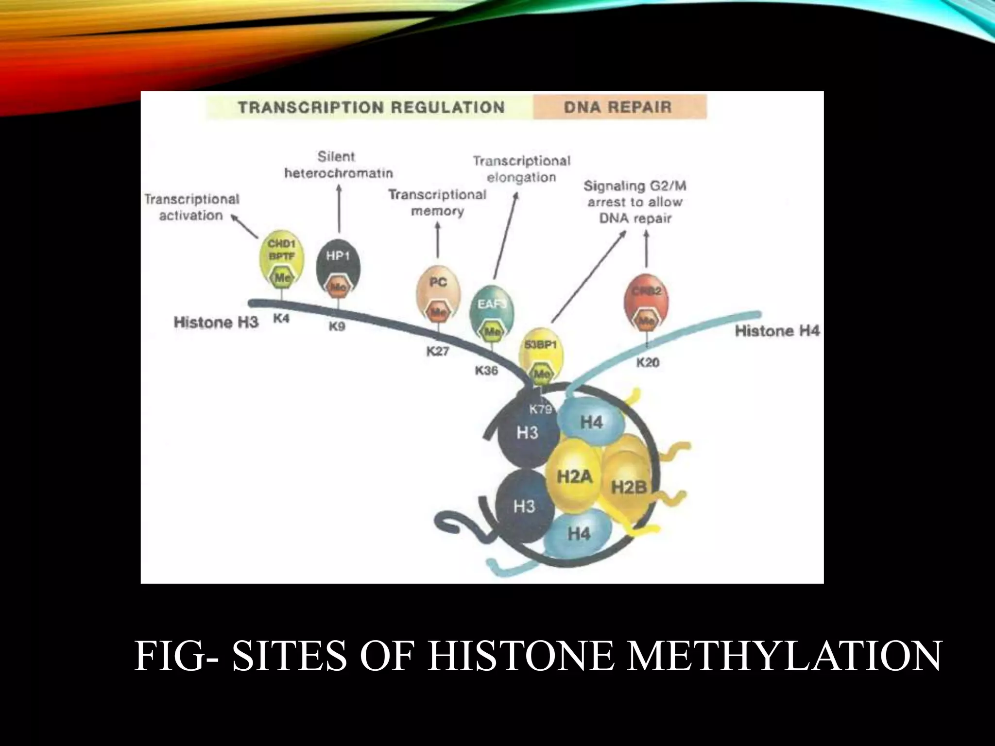 Histone modifications.ppt