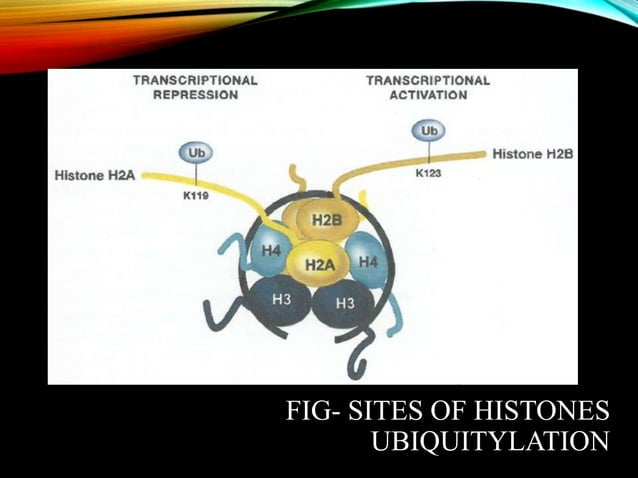 Histone modifications.ppt | Chemistry | Science