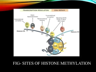 Histone modifications.ppt