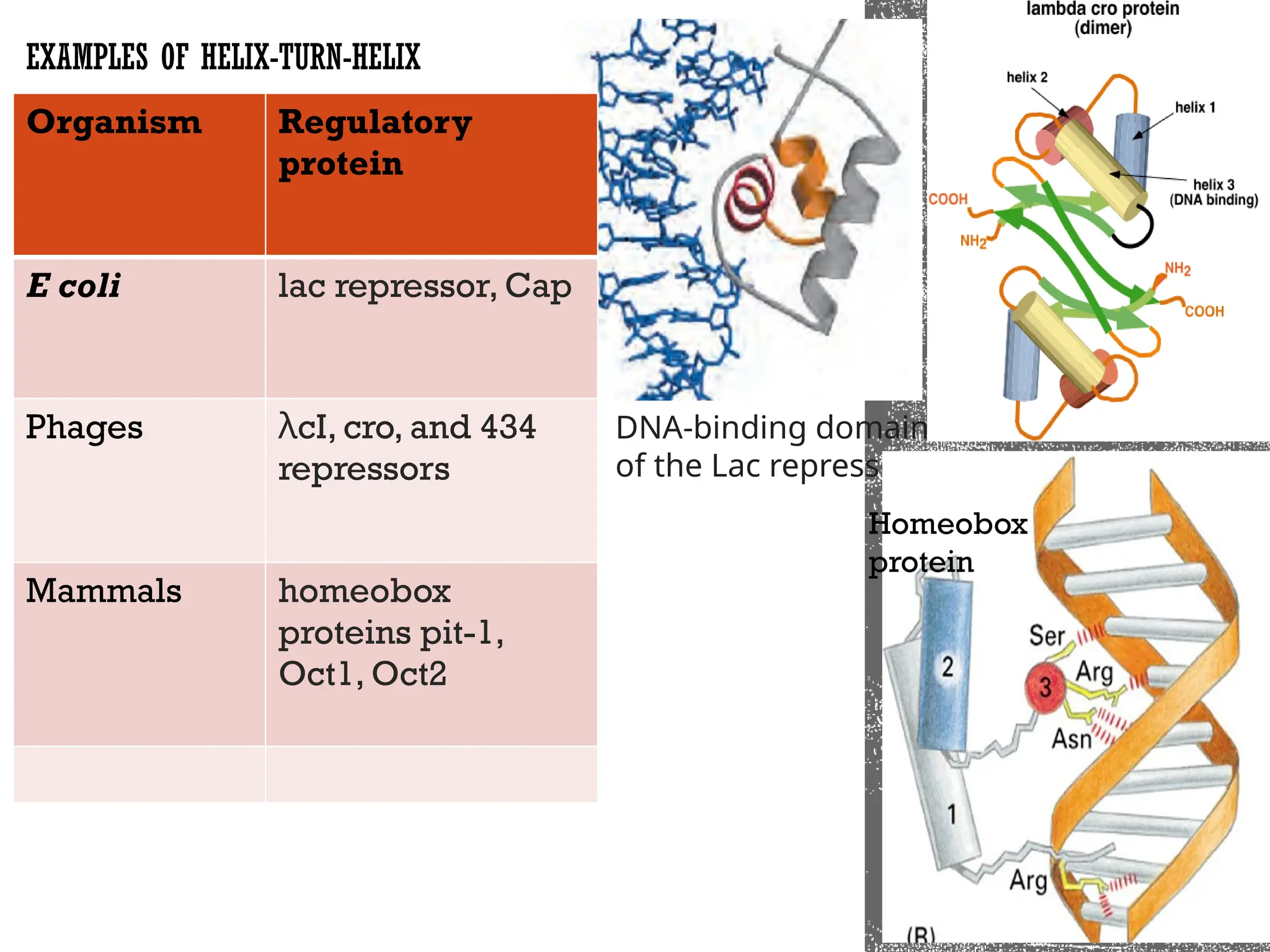 Histone Modification Pptx Pharmacology Presentation Pptx