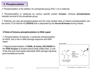 Histone Phosphorylation