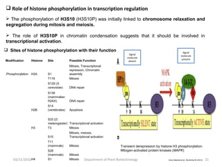 Histone Phosphorylation