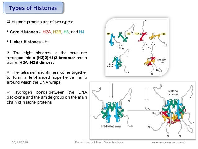 Histone modification in living cells