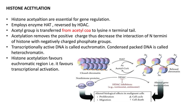 Histone modifications | PPT