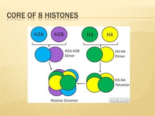 Histone modifications | PPTX