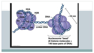 Histone modifications | PPTX