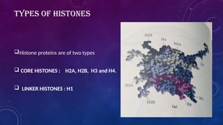 presentation on Histones and its functions | PPTX